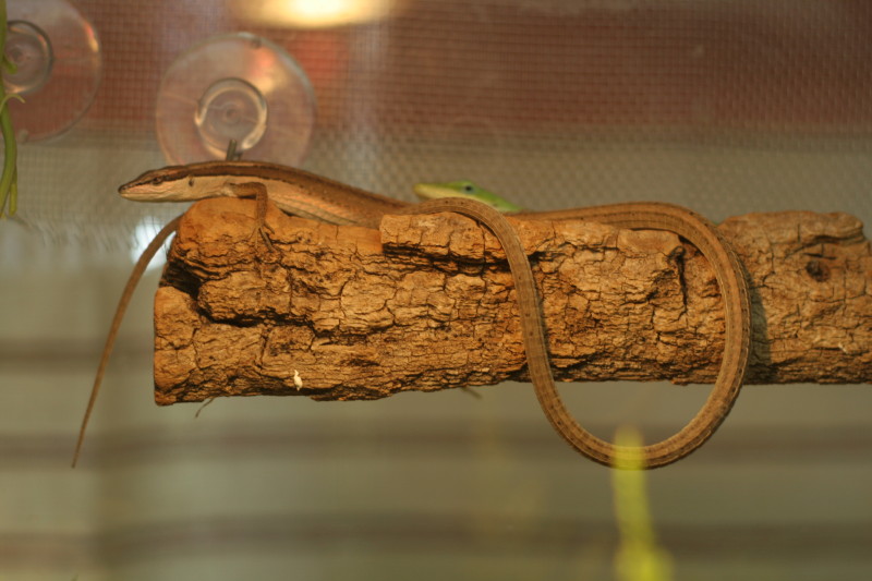 Small Pet Care: Long Tail Grass Lizards and Anoles: Terrarium