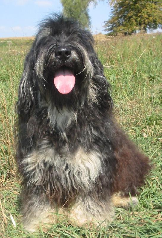 ACENDURA BRAVA: SIM, EU ACREDITO NO CÃO MACACO!