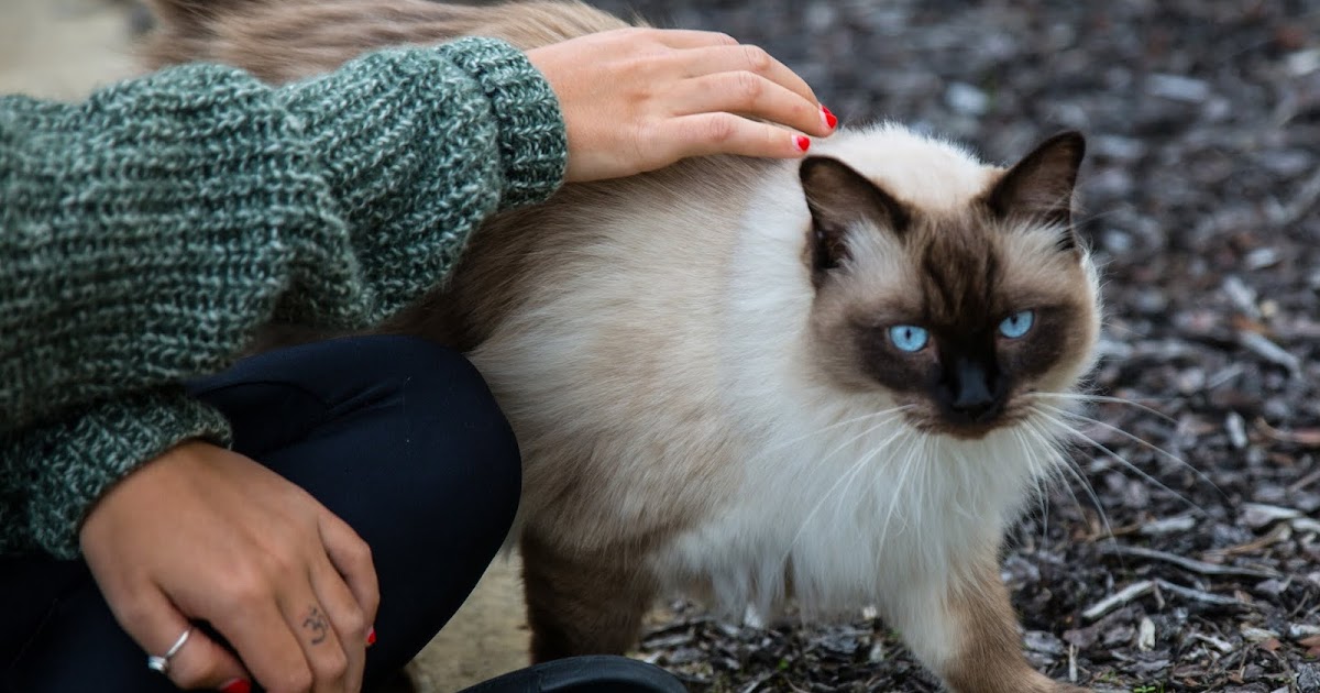 Tips For Introducing Cats