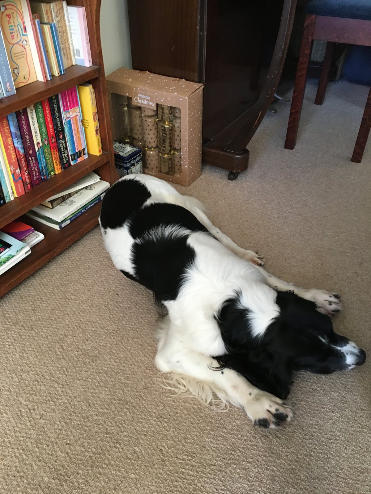 The Dog Walker: Patience Is Being Rewarded The Dog Walker: Patience Is Being Rewarded