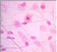 nr: 1) Jaringan Ikat Longgar