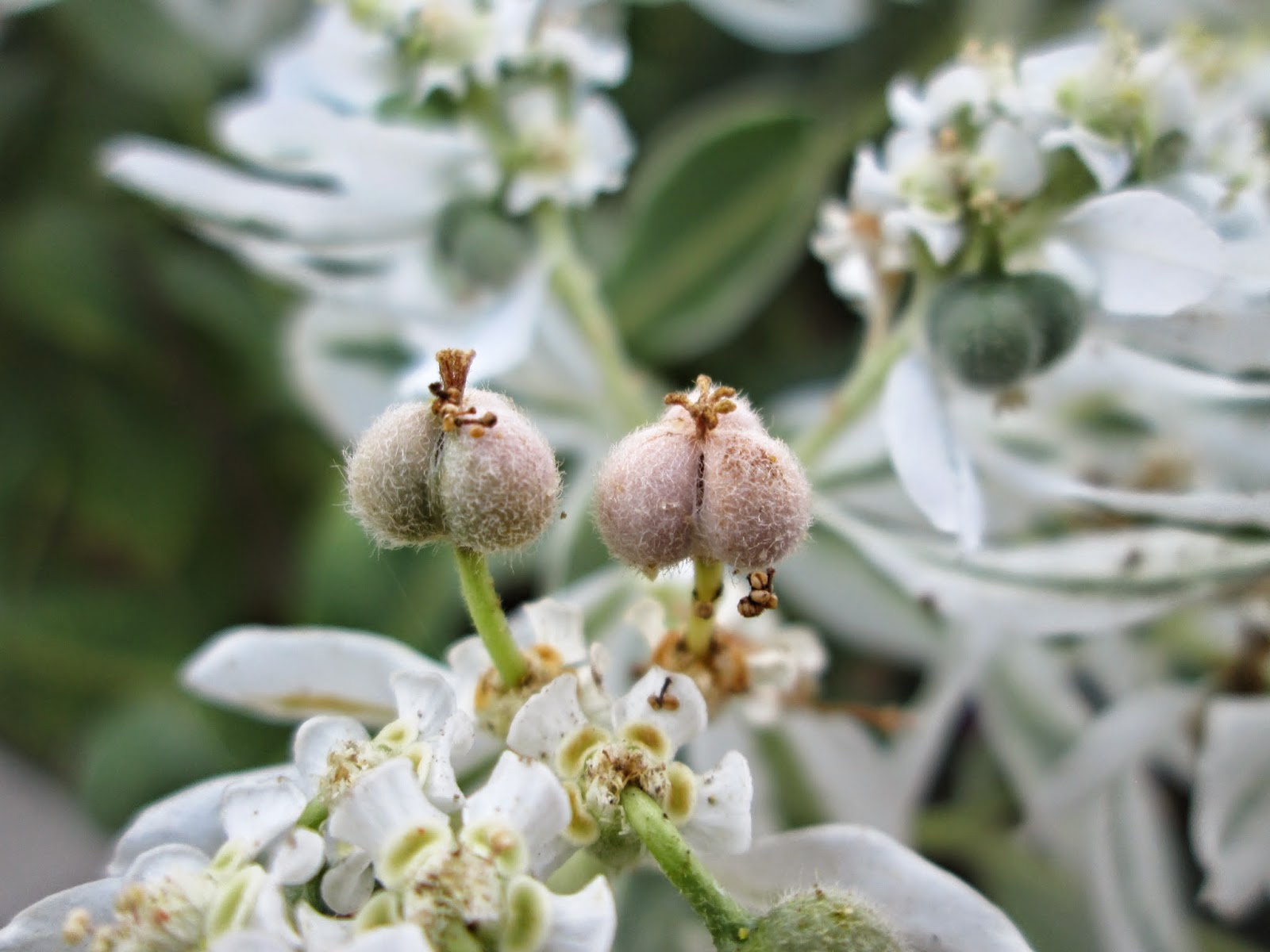 Cittaslow Botanik Park: ALACALI SÜTLEĞEN VE ATATÜRK ÇİÇEĞİ