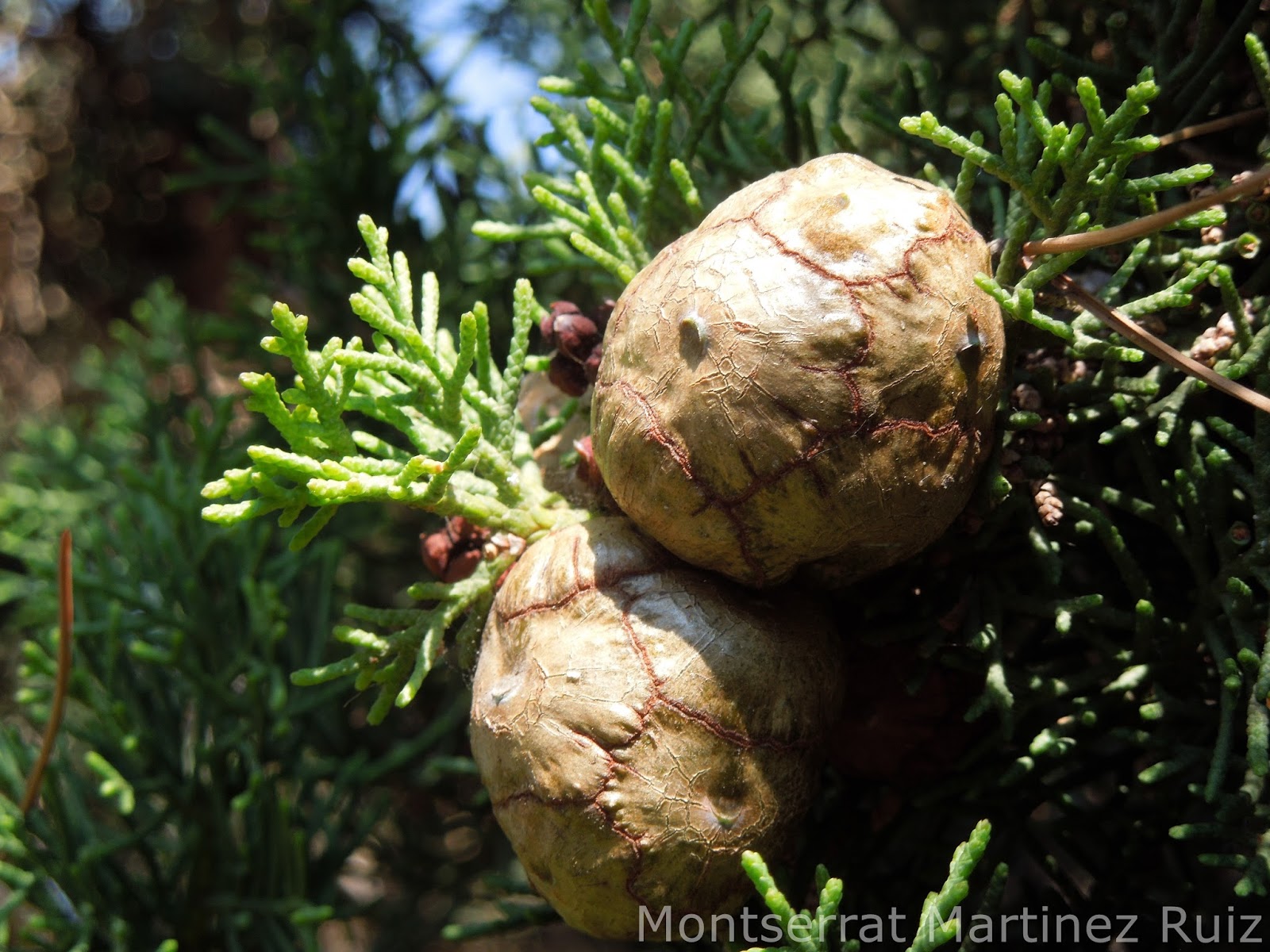 GÁLBULAS - BOTÀNIC SERRAT