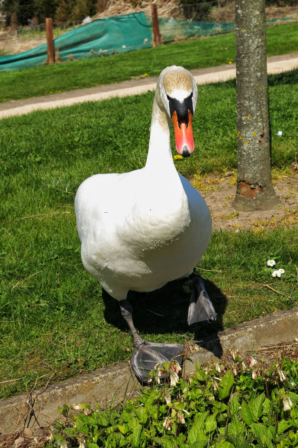 Norman & Norma - A Swan Love Story