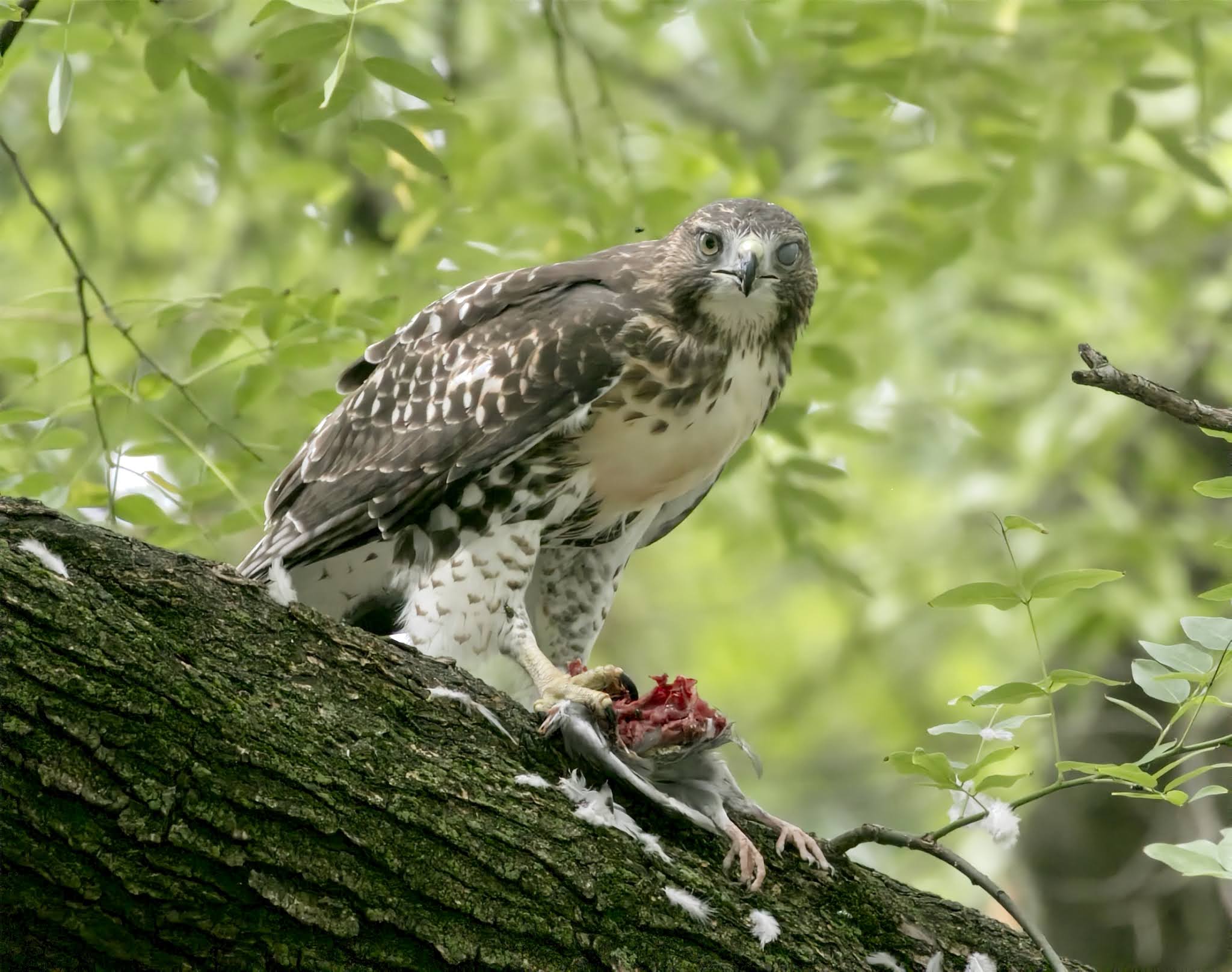 Laura Goggin Photography: Tompkins Square red-tailed hawk fledgling ...