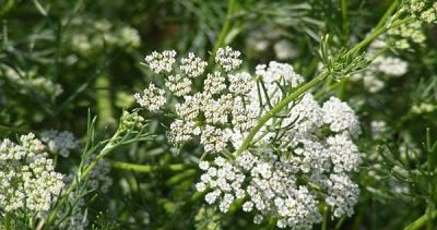 Perfíl de anís | DIARIO DE UN FISICOCULTURISTA