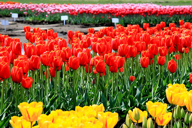 keanpoh Photographer: Tulips in Japan