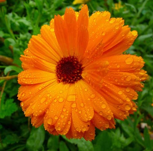 15 Tanaman Hias Bunga Kuning - TUKANG TAMAN SURABAYA