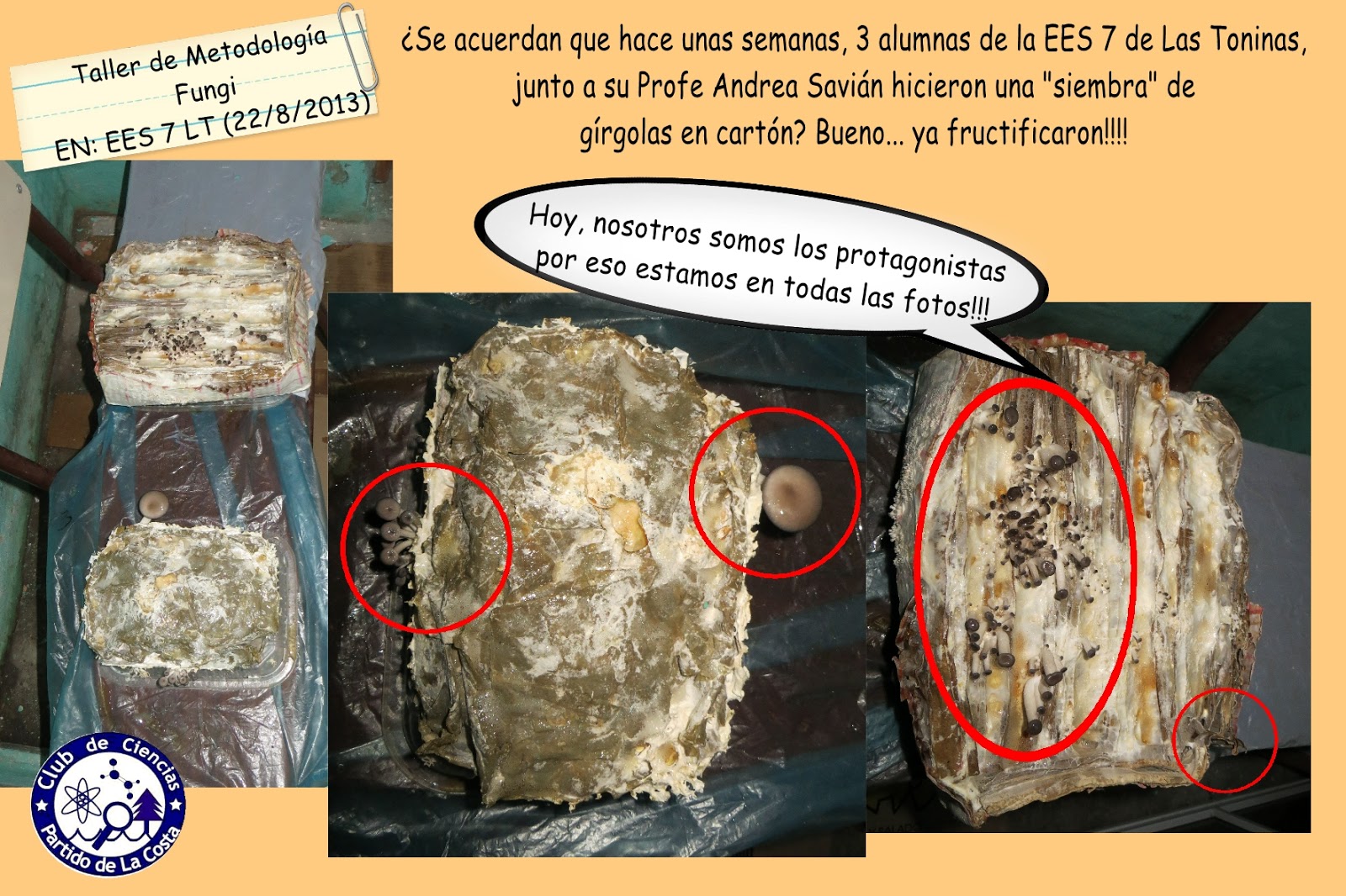 Reino Fungi: Experiencia en cultivo de Girgolas