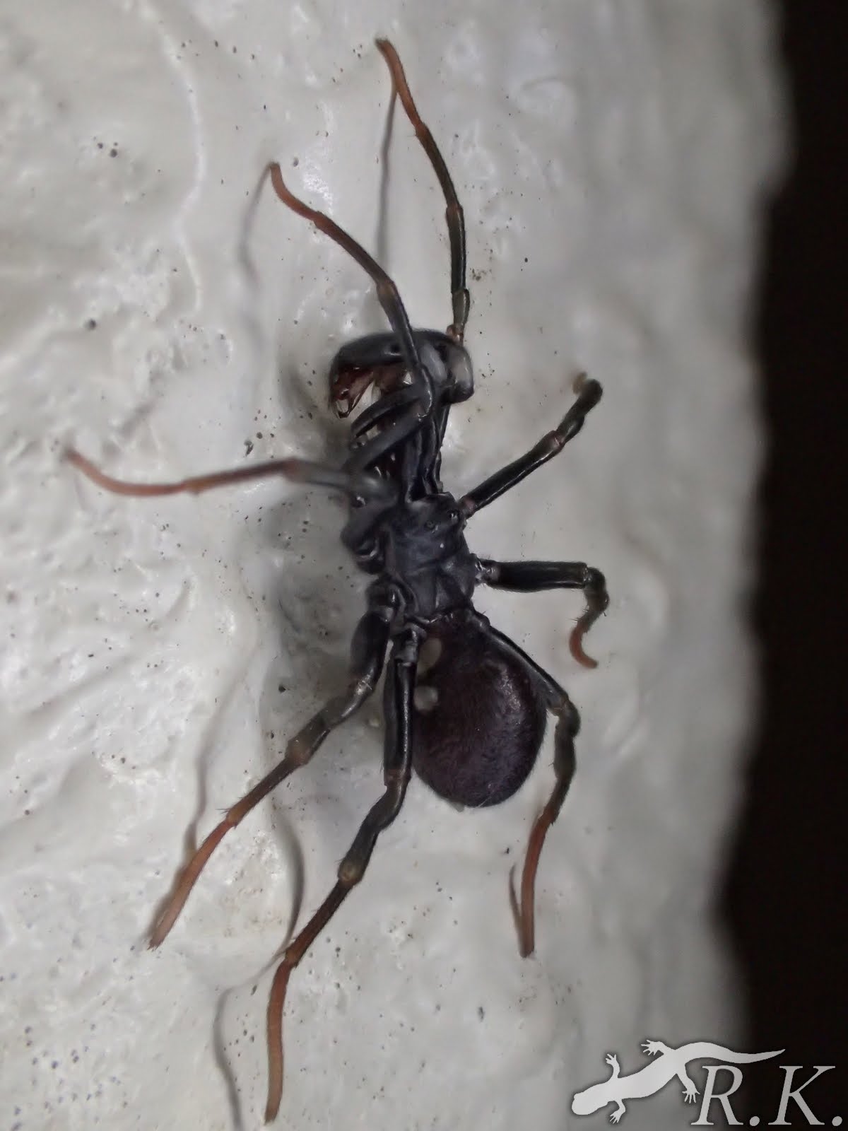 小さな隣人たちの世界: ワスレナグモ Calommata signata Karsch, 1879