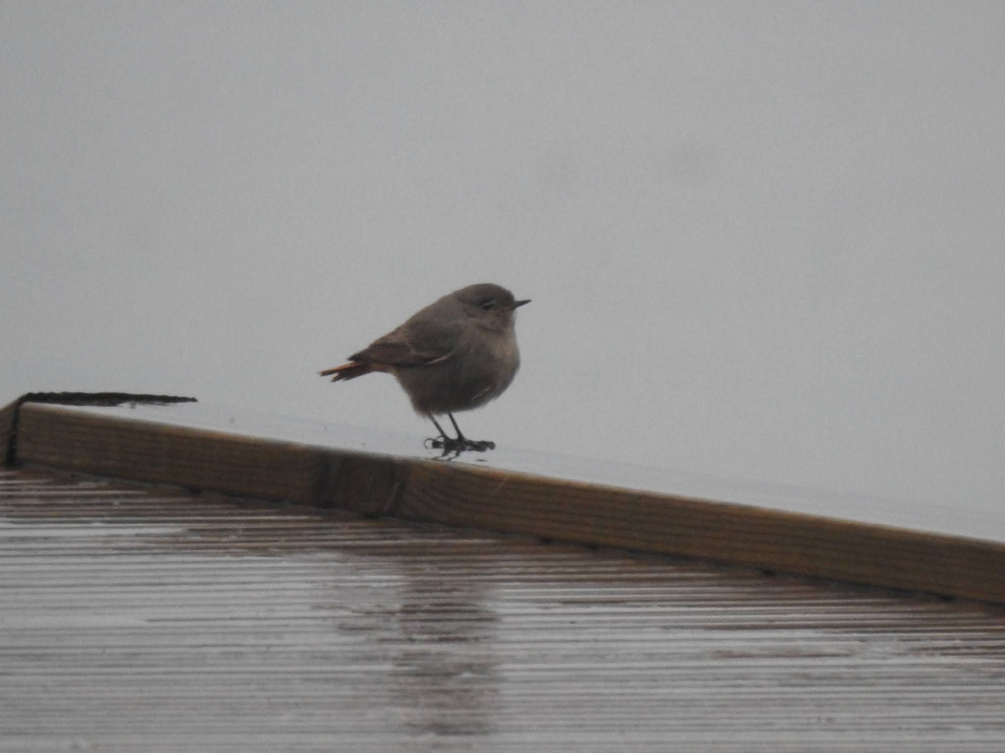 PASARI DIN ROMANIA: CODROS DE MUNTE (2), Phoenicurus ochruros