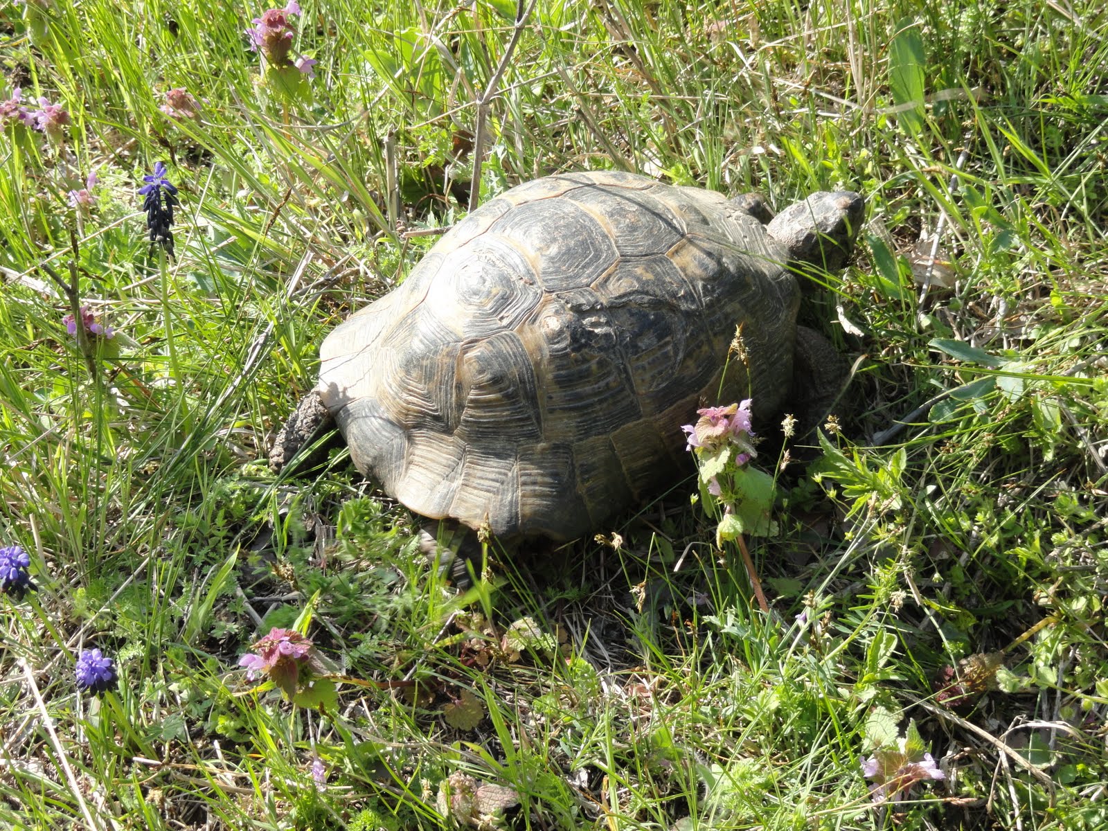Frumusetile naturii: Broasca testoasa de uscat - "testoasa dobrogeana ...