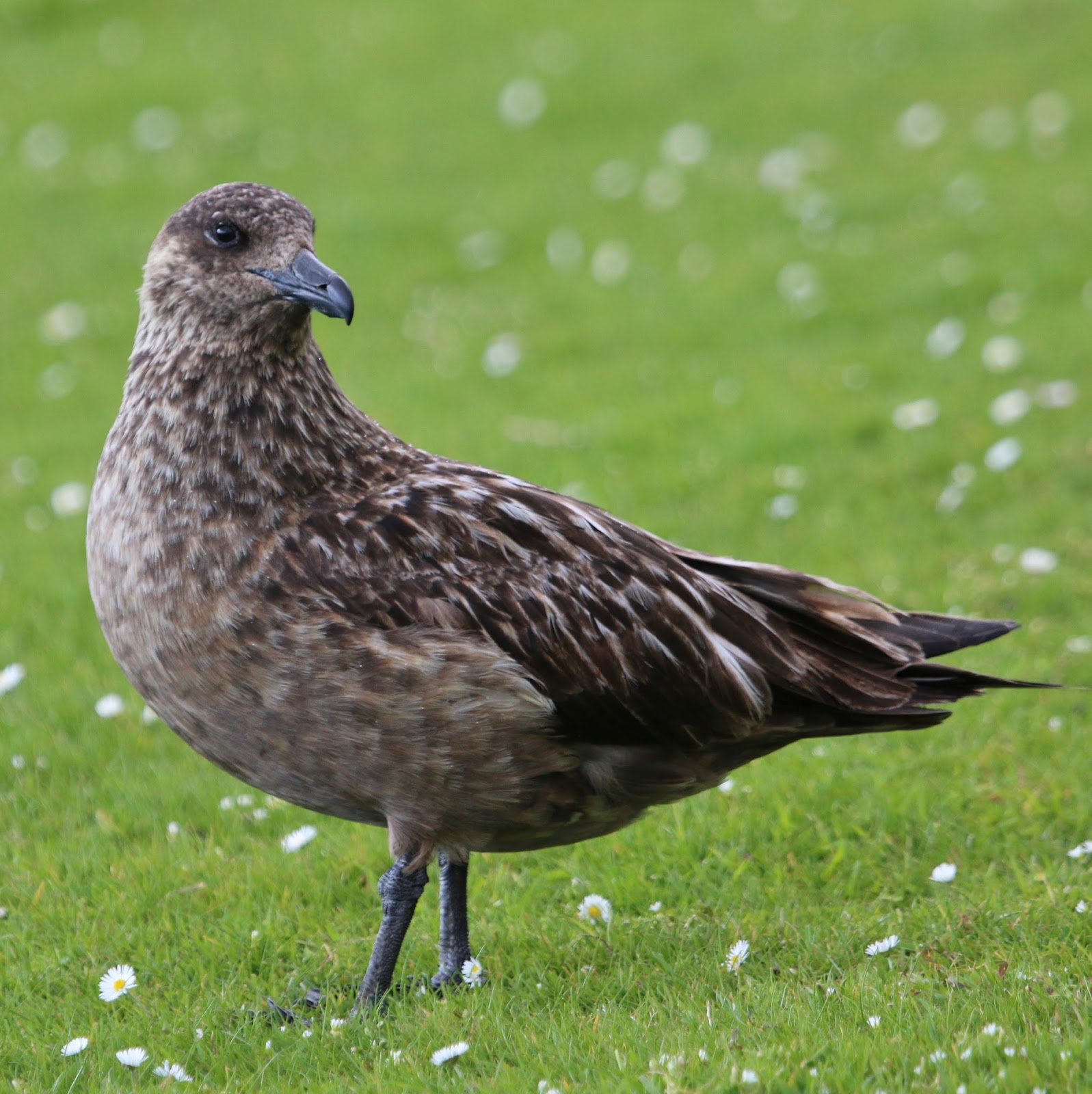 Muckle Shetland Blog