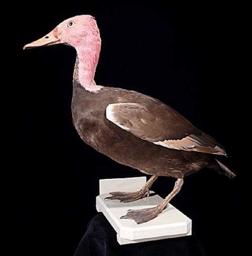 Pink-headed duck images | Birds of India | Bird World