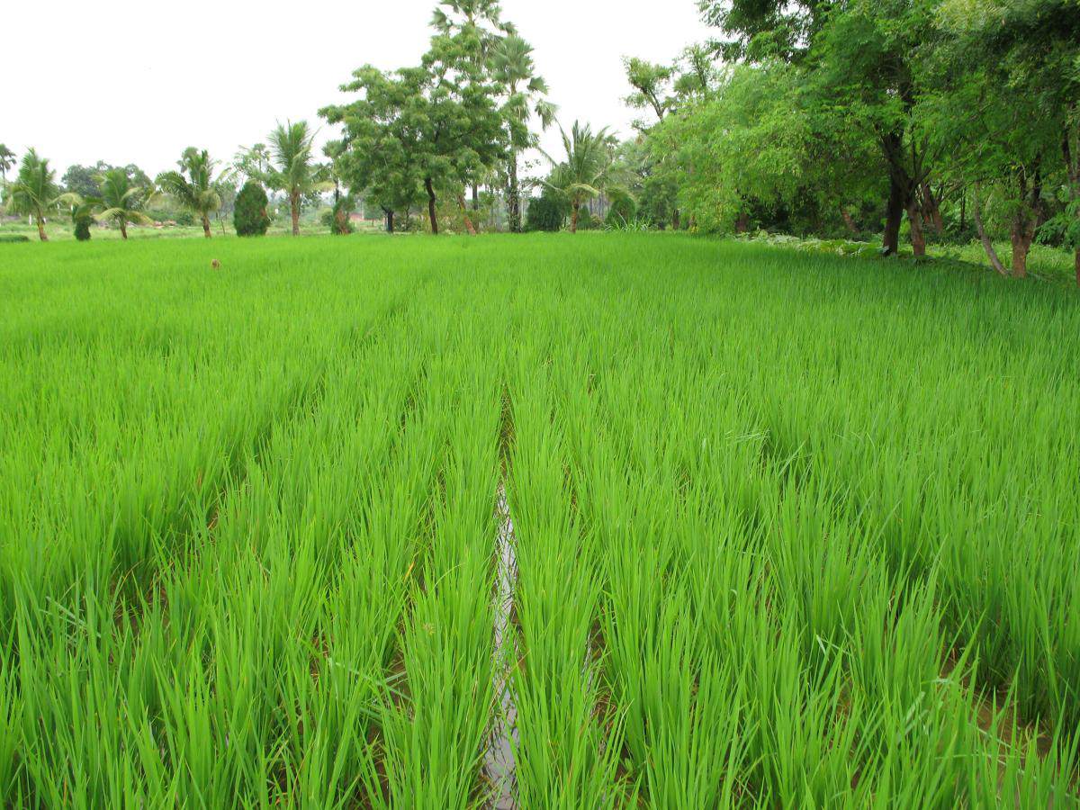 Paddy Cultivation in Sri Lanka (Part 2) ~ අපේ උරුමය (Our Inheritance)