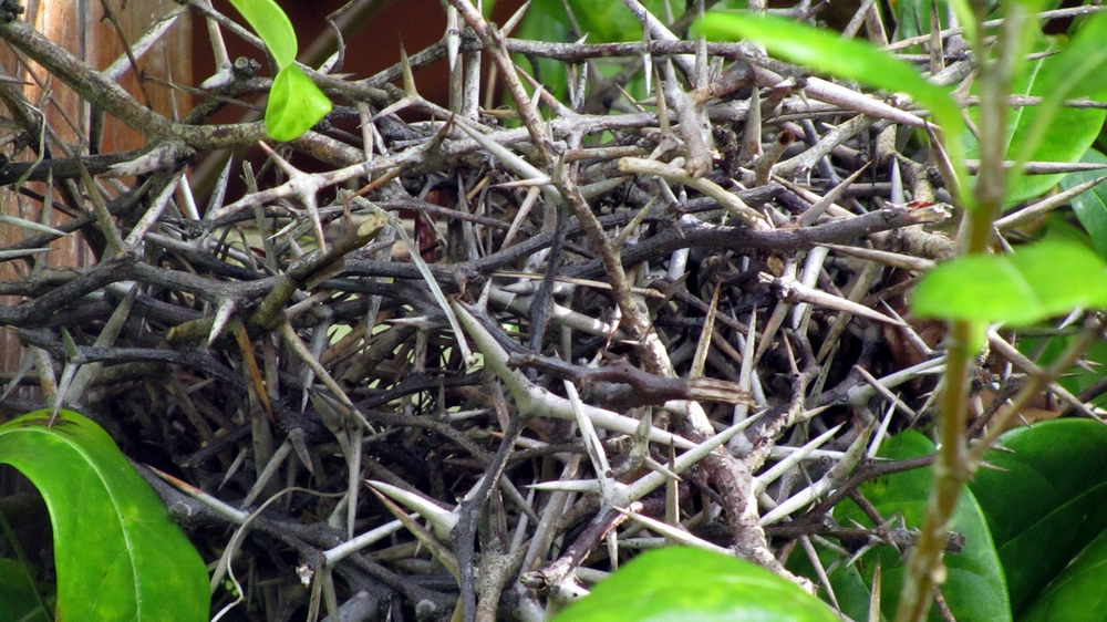 Hiking Curaçao - Flora and Fauna: Chuchubi Nest - Nest of the Mockingbird