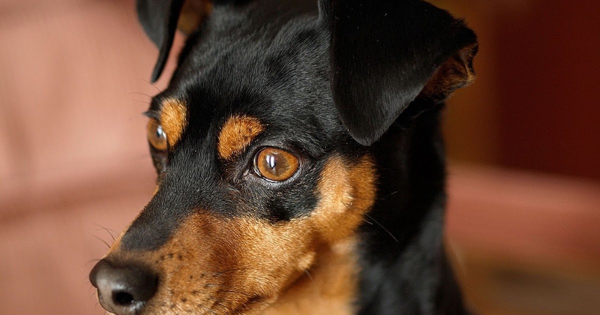 Карликовый пинчер