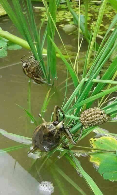 Hope and Hope and always Hope: INSECT_កន្ទាទូក ឬក្ដាមទូក