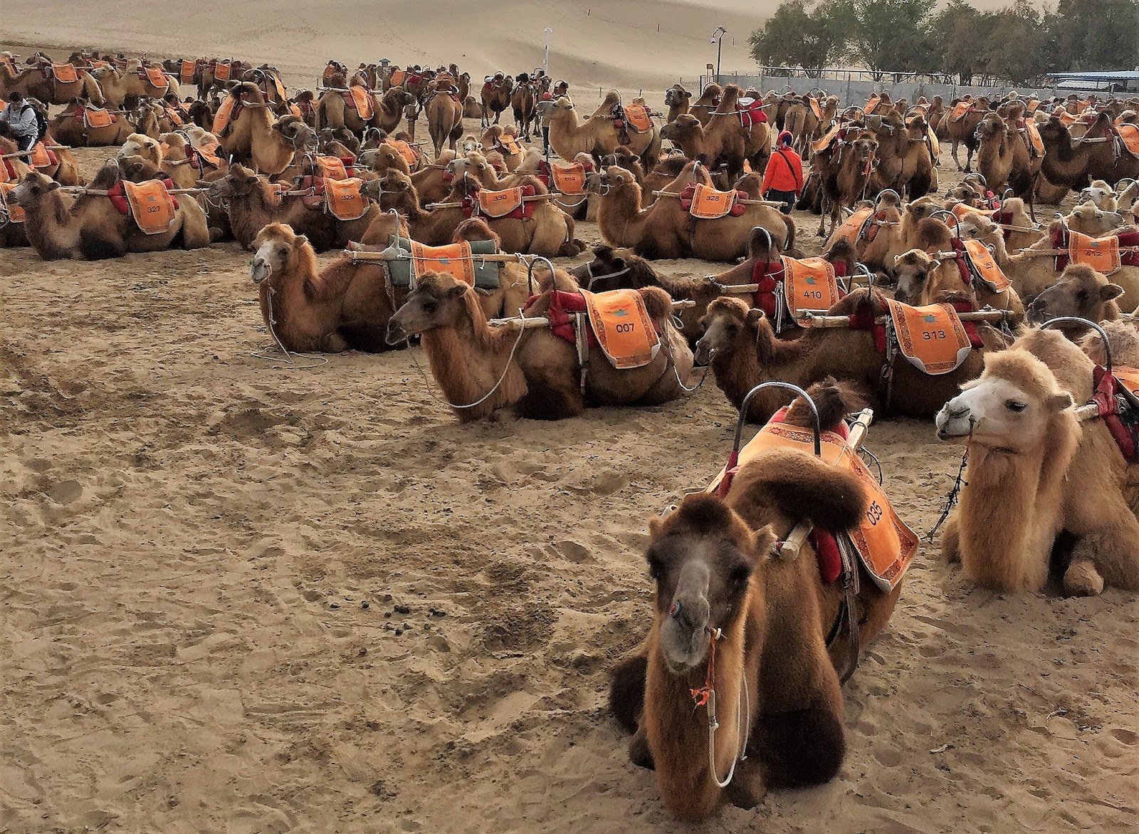 Souvenir Chronicles: DUNHUANG, CHINA: RIDING CAMELS IN THE GOBI DESERT