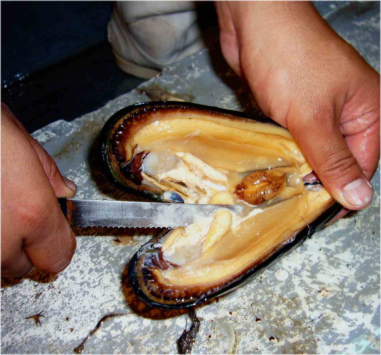 Mussel larvae production for Pacific beakfish larvae (Oplegnathus insignis)
