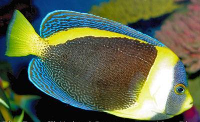 D' Ocean Aquarium: Ikan Angel (Angelfish)