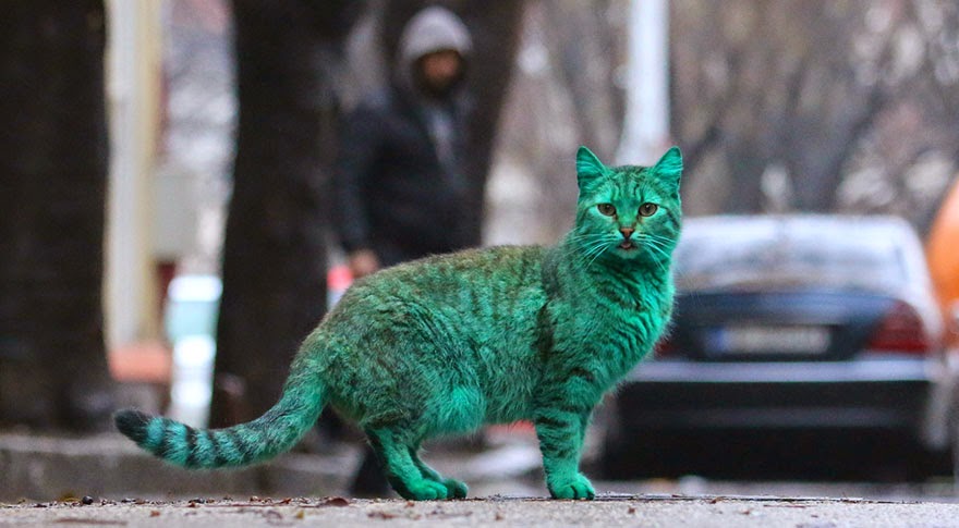 One Million Photo: O Misterioso Gato Verde