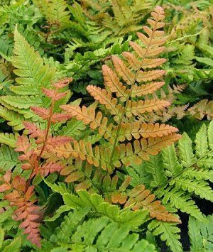 Autumn Fern - one of the Best