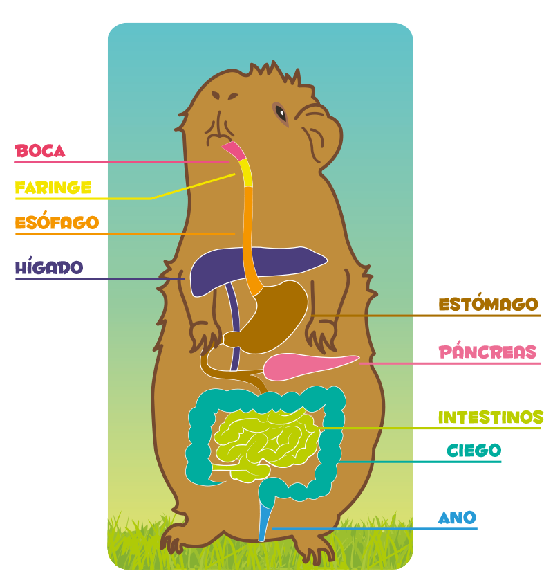 SISTEMA DIGESTIVO DEL CUY ~ SOMOS CUY PERU