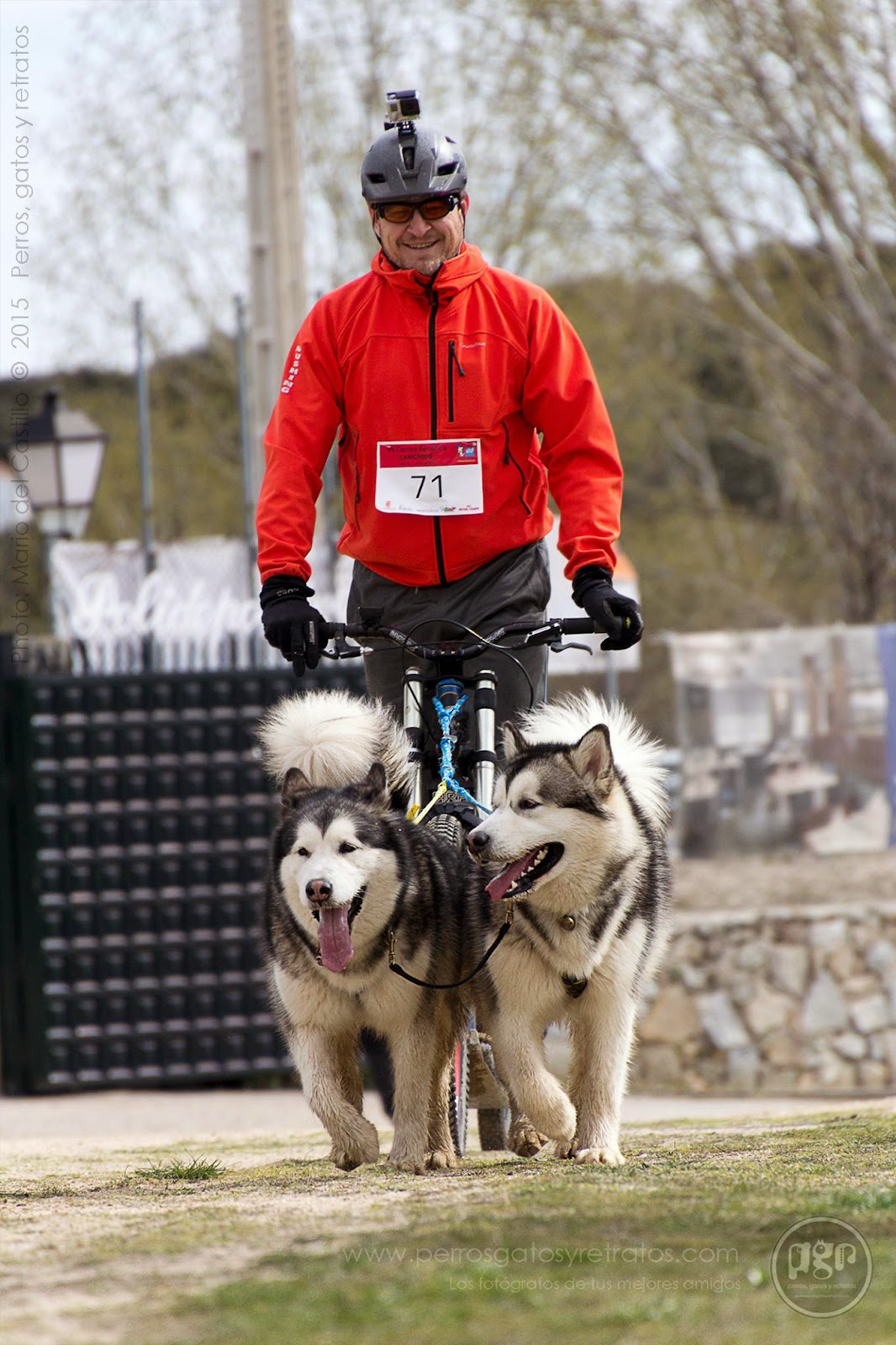 Wolf-Canyon Team Alaskan Malamute: VII Carrera benéfica de Canicross de ...