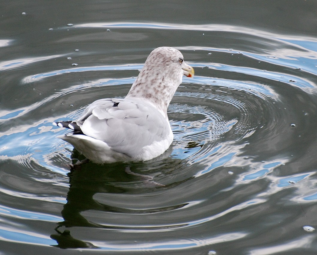 Birding Is Fun!: The Sea Gull's Gulp