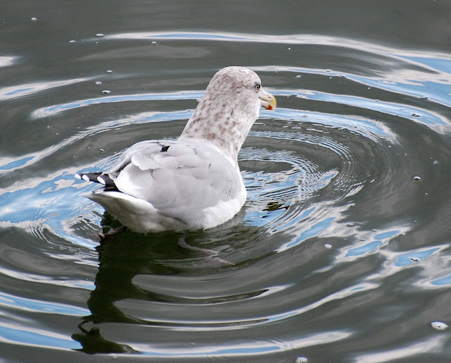 Birding Is Fun!: The Sea Gull's Gulp