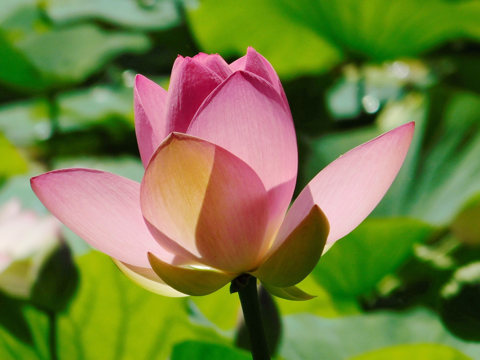 LA MULTI ANI, ROMANIA!: Flori de nufăr