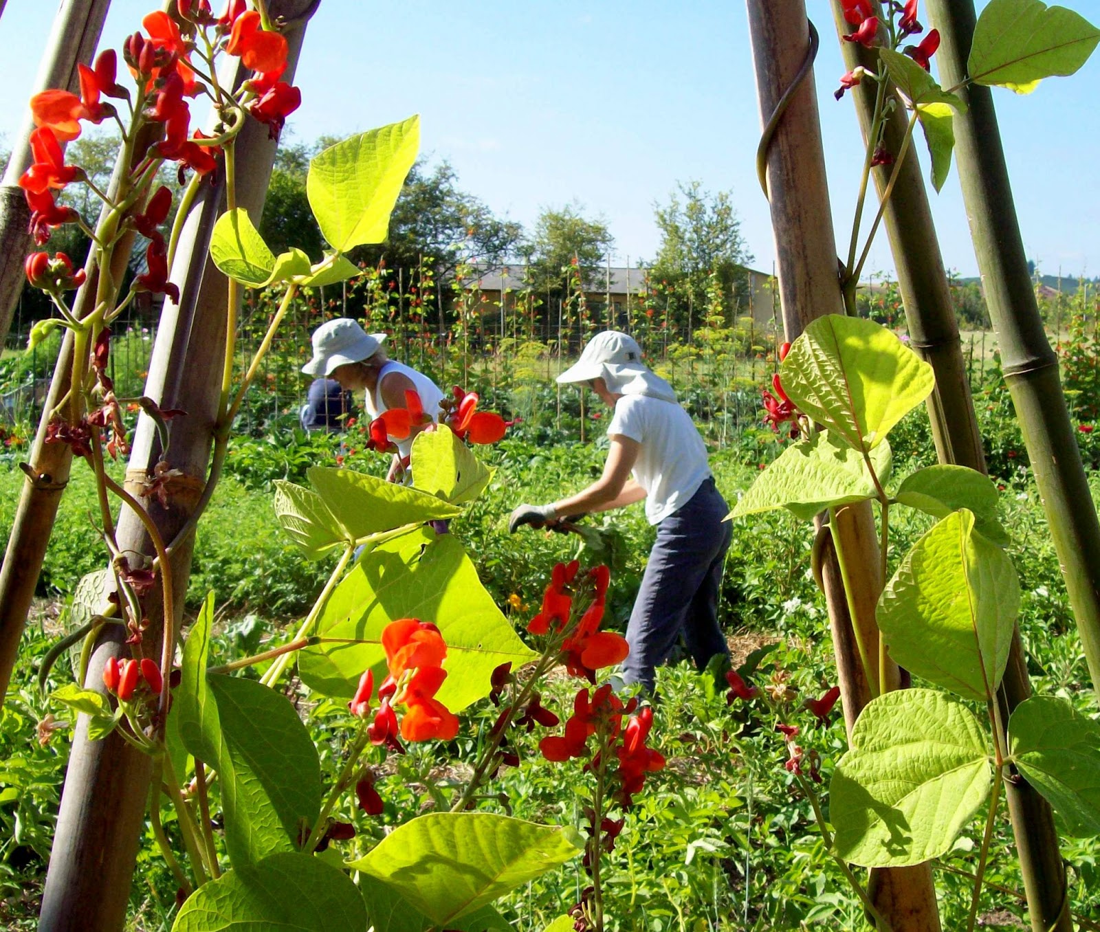 The Sharing Gardens : Grow Your Own Protein - Scarlet Runner Beans