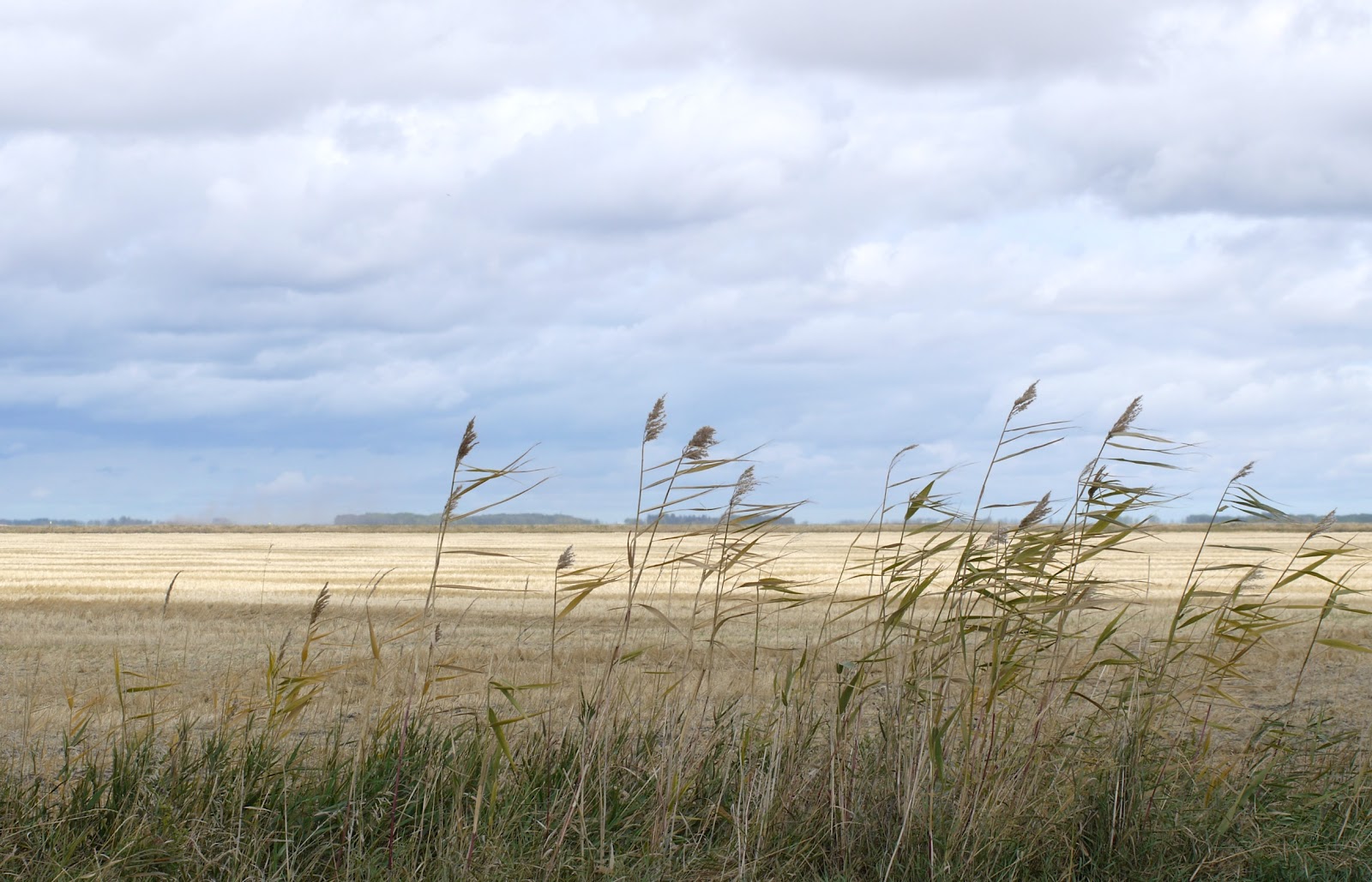 Sense and Simplicity: Winnipeg - Weddings and Wildlife and Windy Prairies
