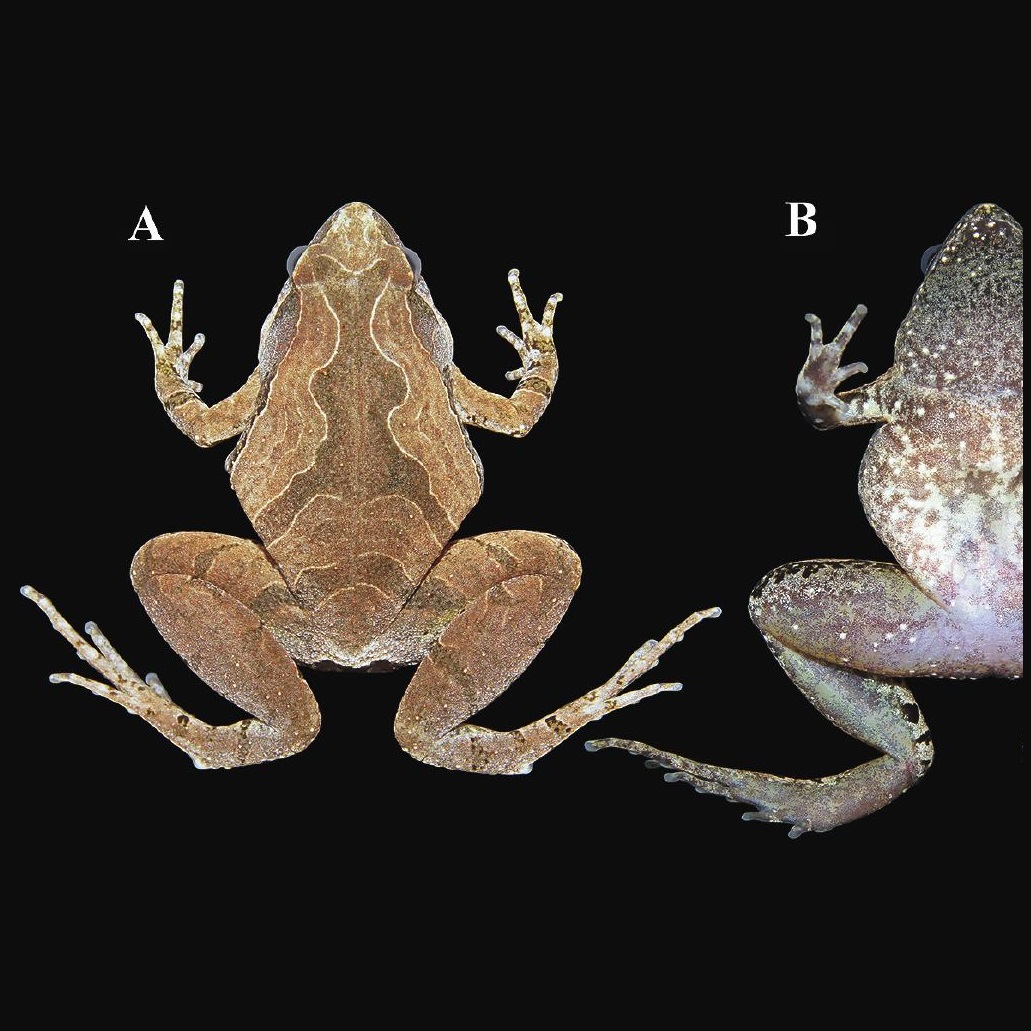 Species New to Science: [Herpetology • 2020] Microhyla kuramotoi ...