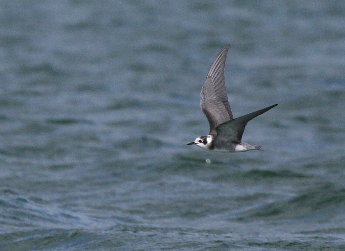Black Audi Birding: From the Archives - American Black Tern at Farmoor ...