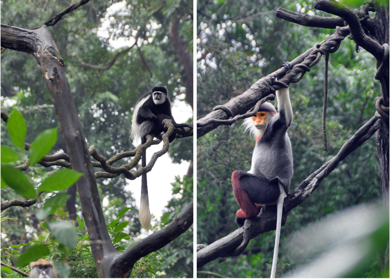 Singapore 2011: Nature Parks and Wildlife | Our Phenomenal Life