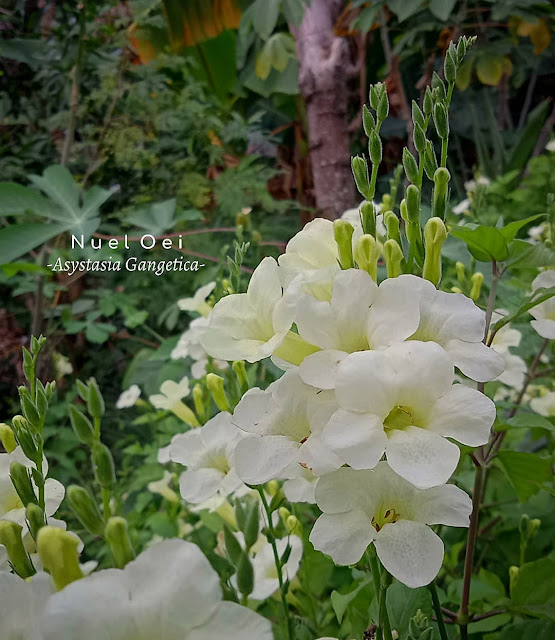 Rumput Israel, Gulma yang Ternyata Punya Banyak Khasiat