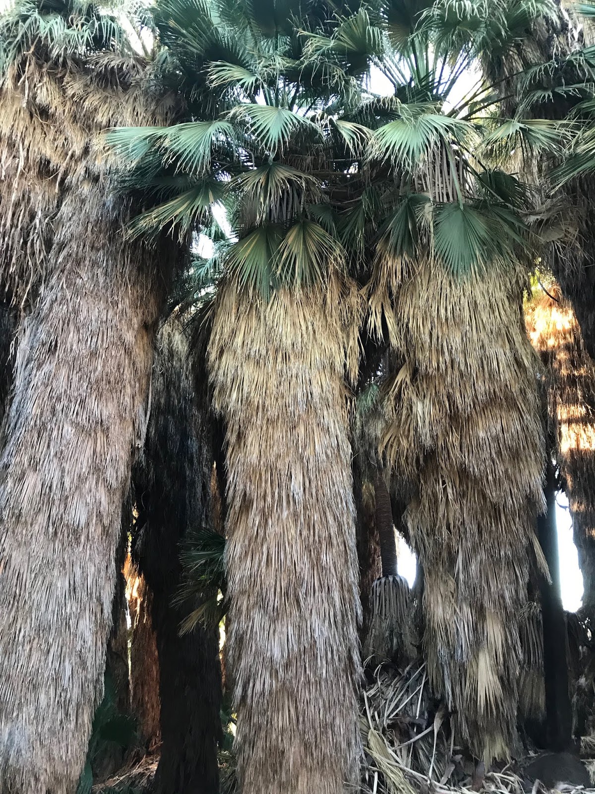 DriveByCuriosity: Traveling: A Visit @ Thousand Palms Oasis Preserve ...