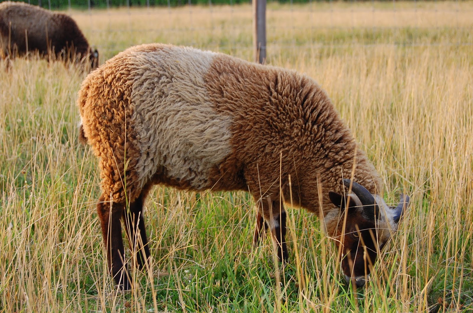 Crosswinds Farm: Now that's a sheep of a different color!