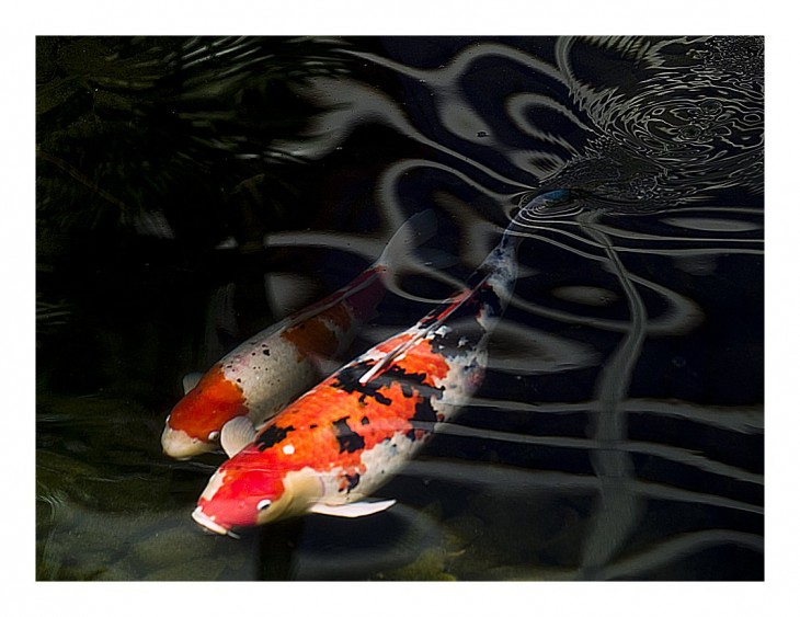 Facts about Koi fish