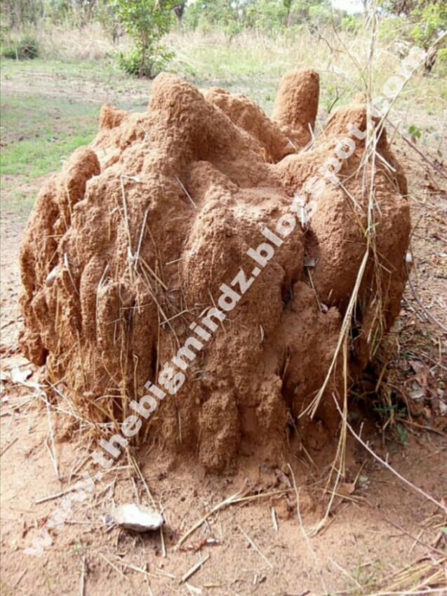 The Big Mindz: 7 important life lessons from the life of the termites.