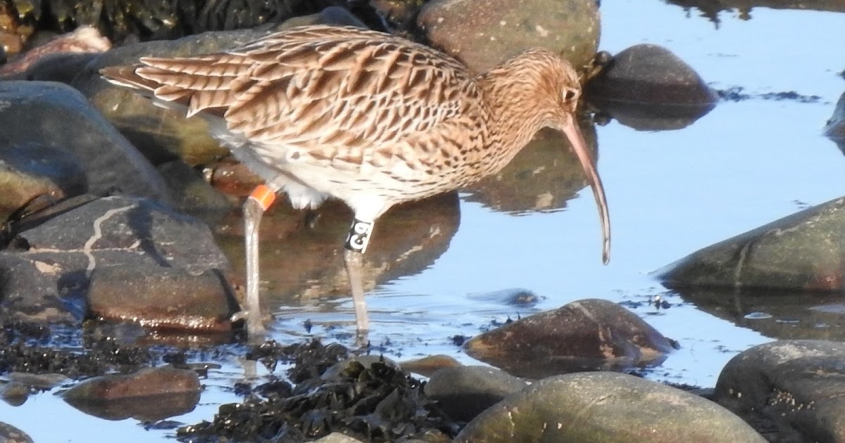 Ceredigion Birds: Colour-ringed Curlew