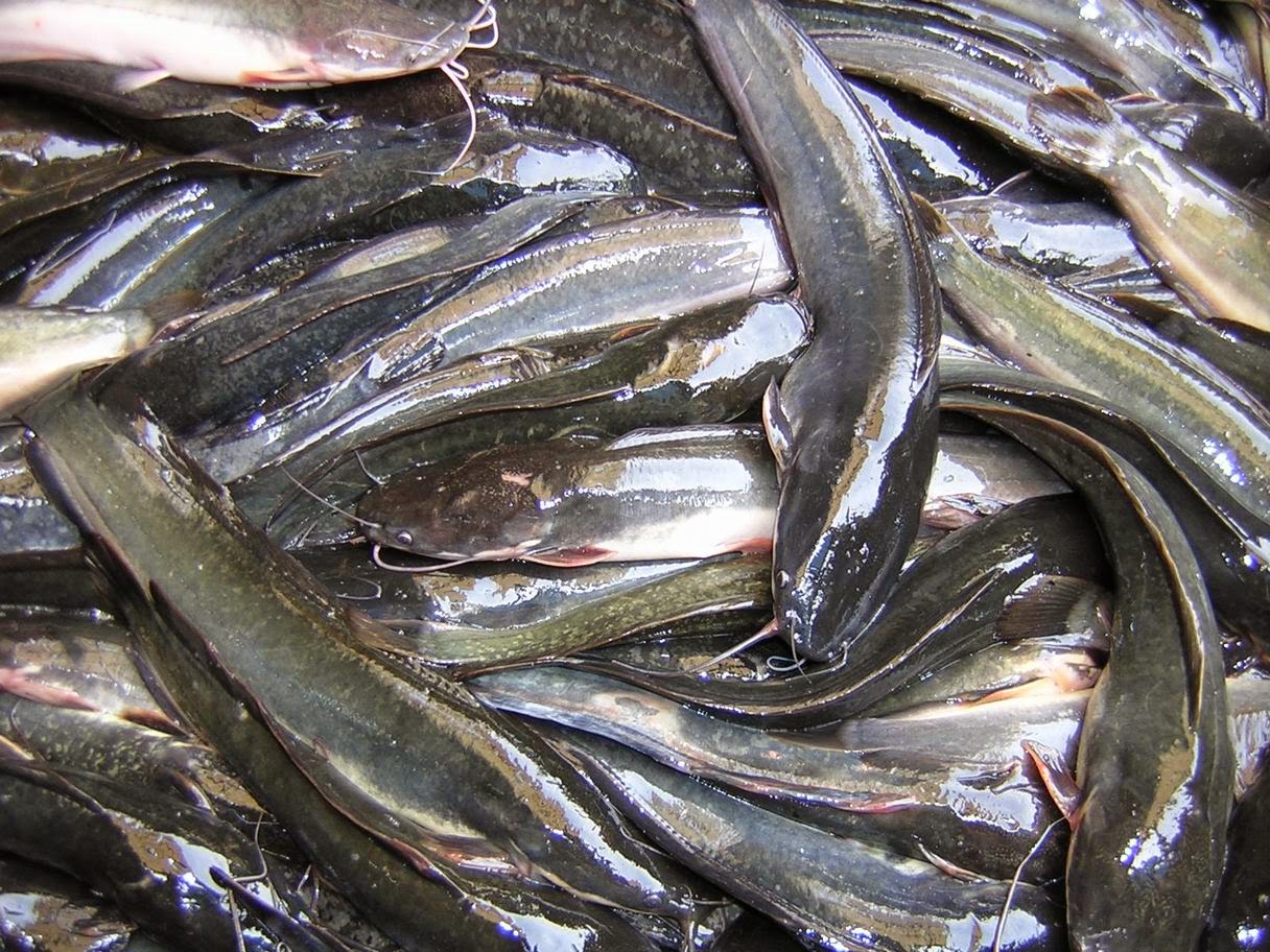 Morfologi dan Anatoni Ikan Lele (Clarias batrachus) - Jenis Tanaman ...