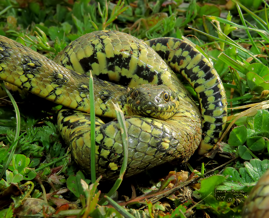 Savia y latidos en la Naturaleza: Culebra viperina (Natrix maura ...