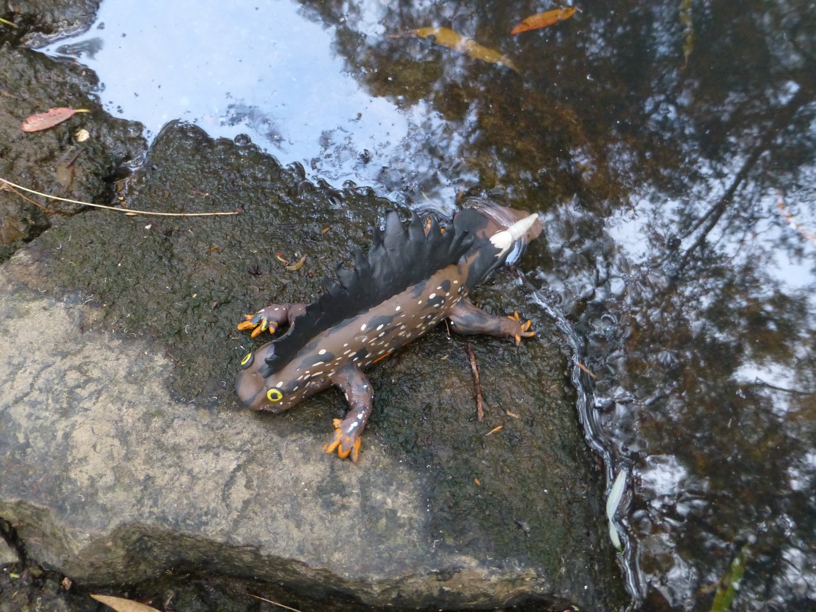 Froglife news: Announcing the Great Crafted Newt Winners!