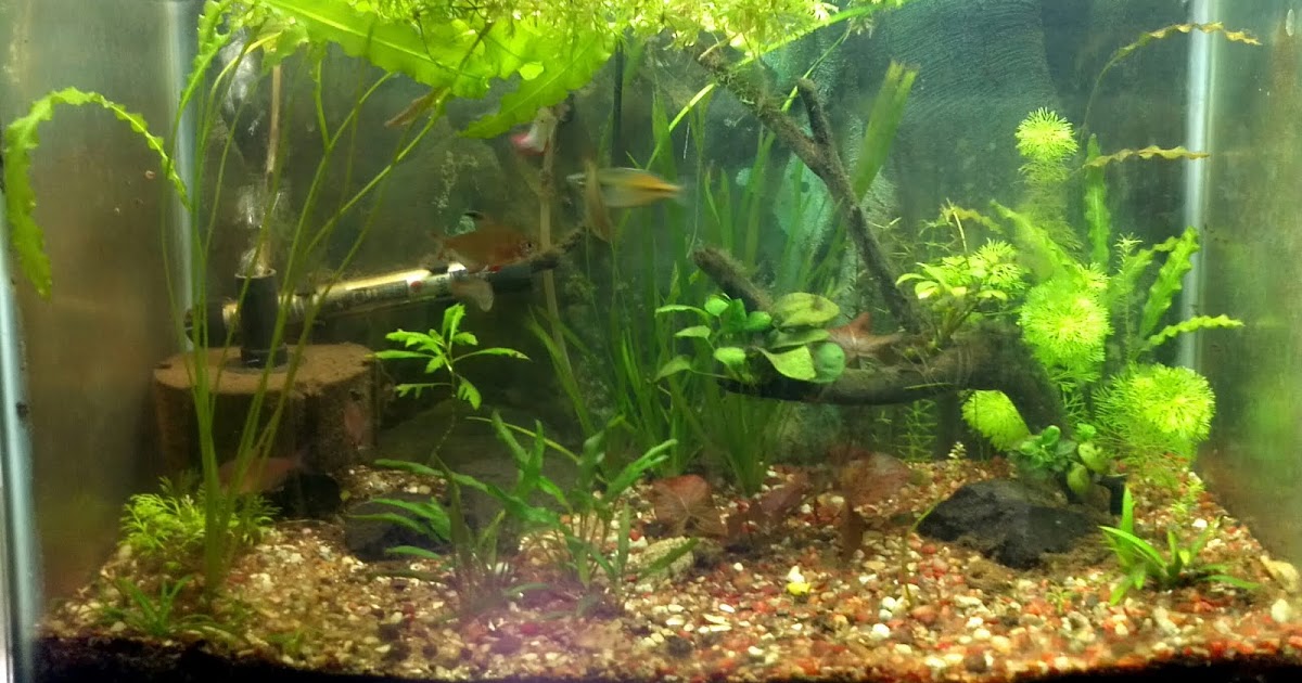 World of Aquahobby: Setting up a fish tank.