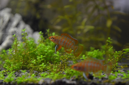 List of all fishes with all information, pictures and videos: Blue ...