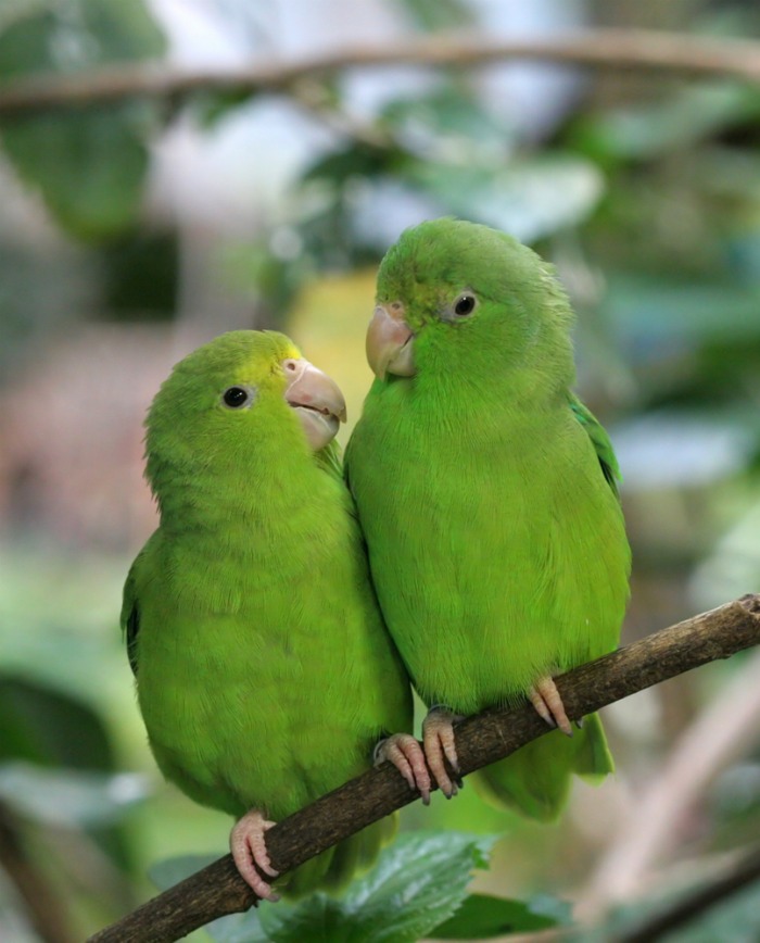 Birds Breeds Gallery