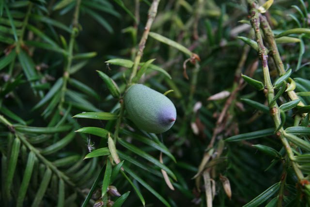 Tree Identification: Torreya californica - California Nutmeg